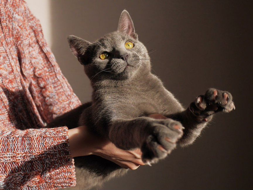Котенок мальчик серый, 5 месяцев