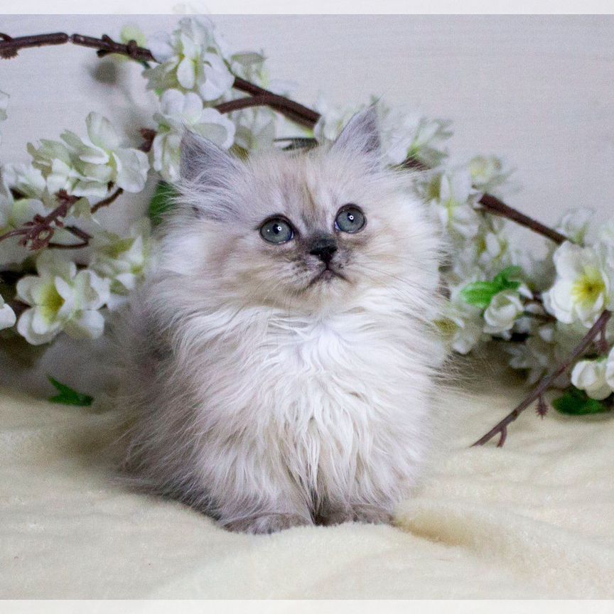 Котята манчкин
