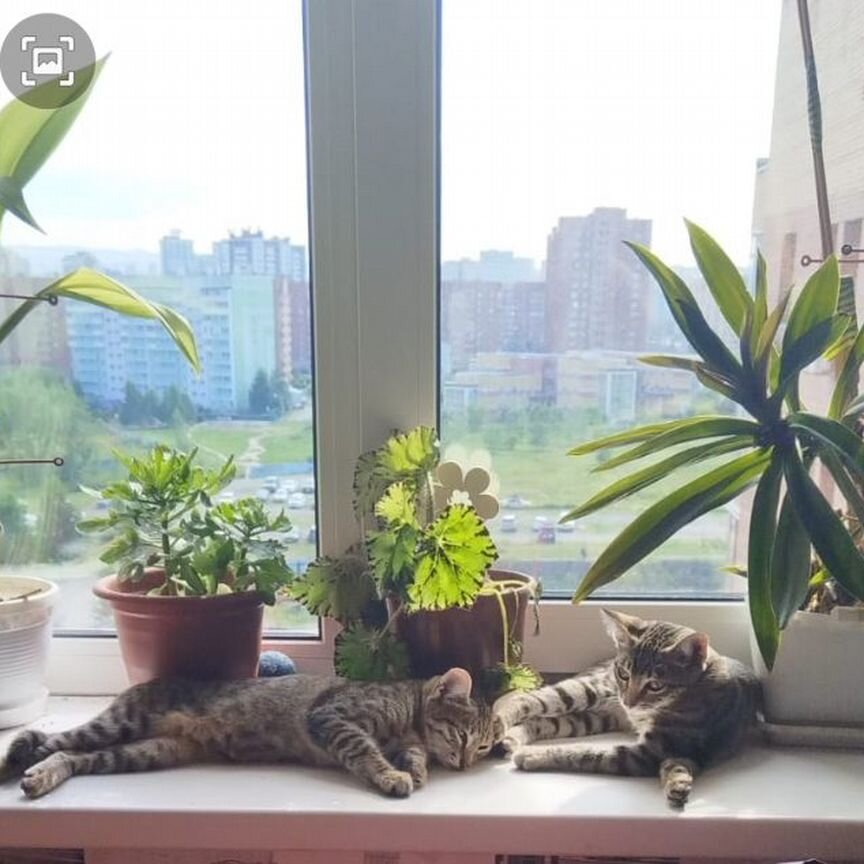Котятам ищем дом и любящих хозяев