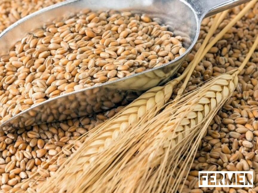 Зерно, дробленое зерно