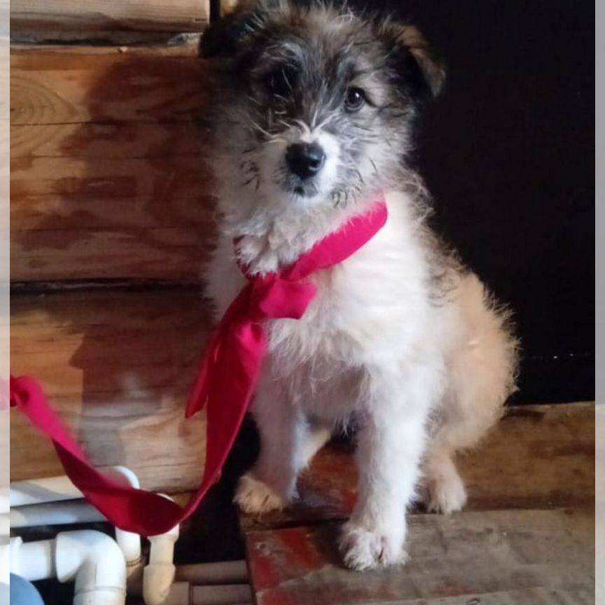 Щенок в добрые руки