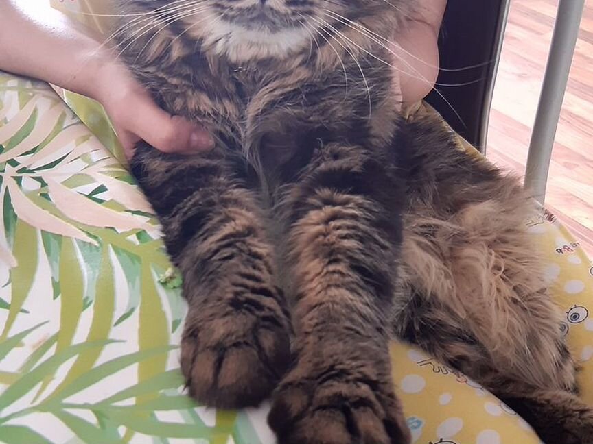 Отдам бесплатно кота