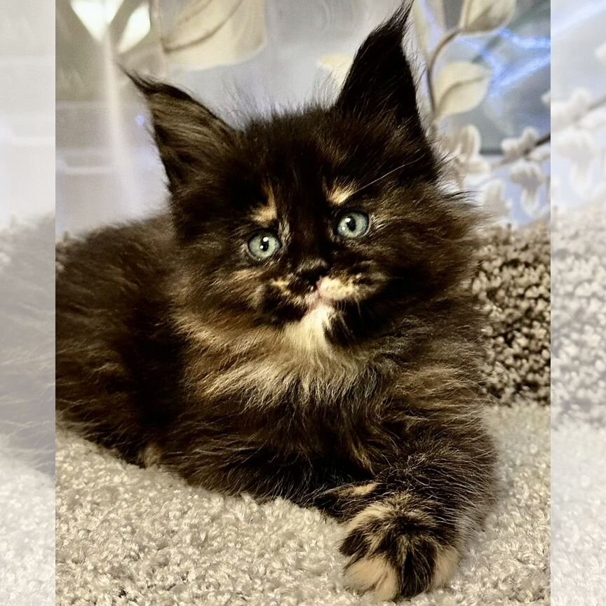 Мейн-кун котёнок