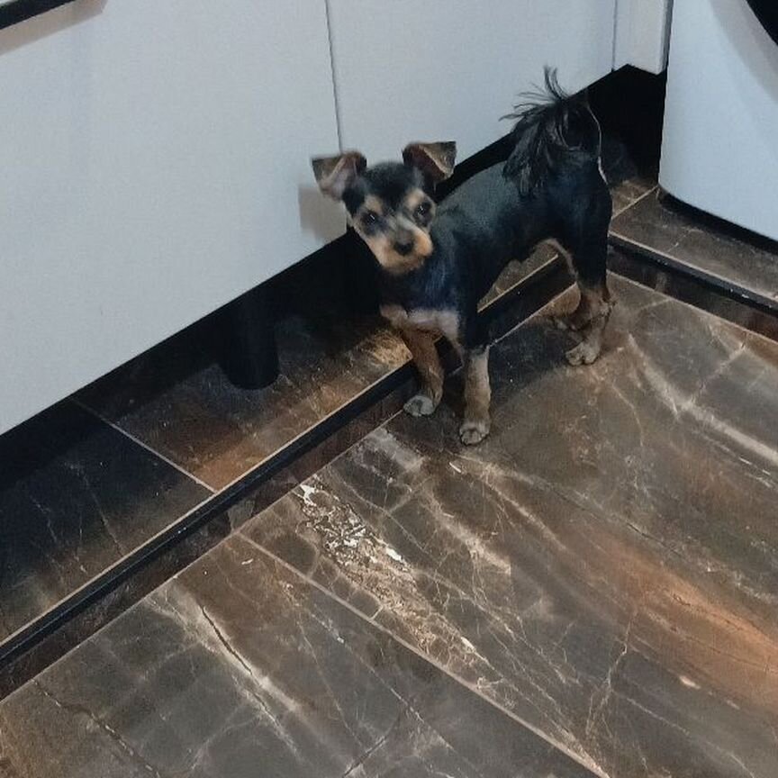 Йоркширский терьер, щенок