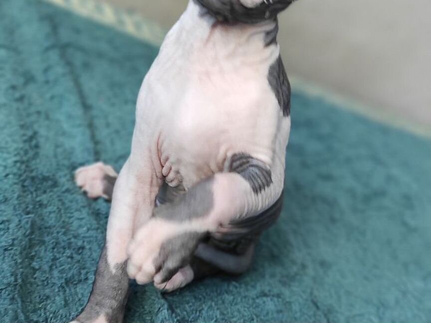 Канадский сфинкс котята