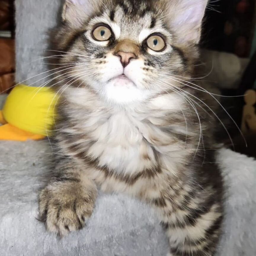 Мейн кун 2 мес. девочка