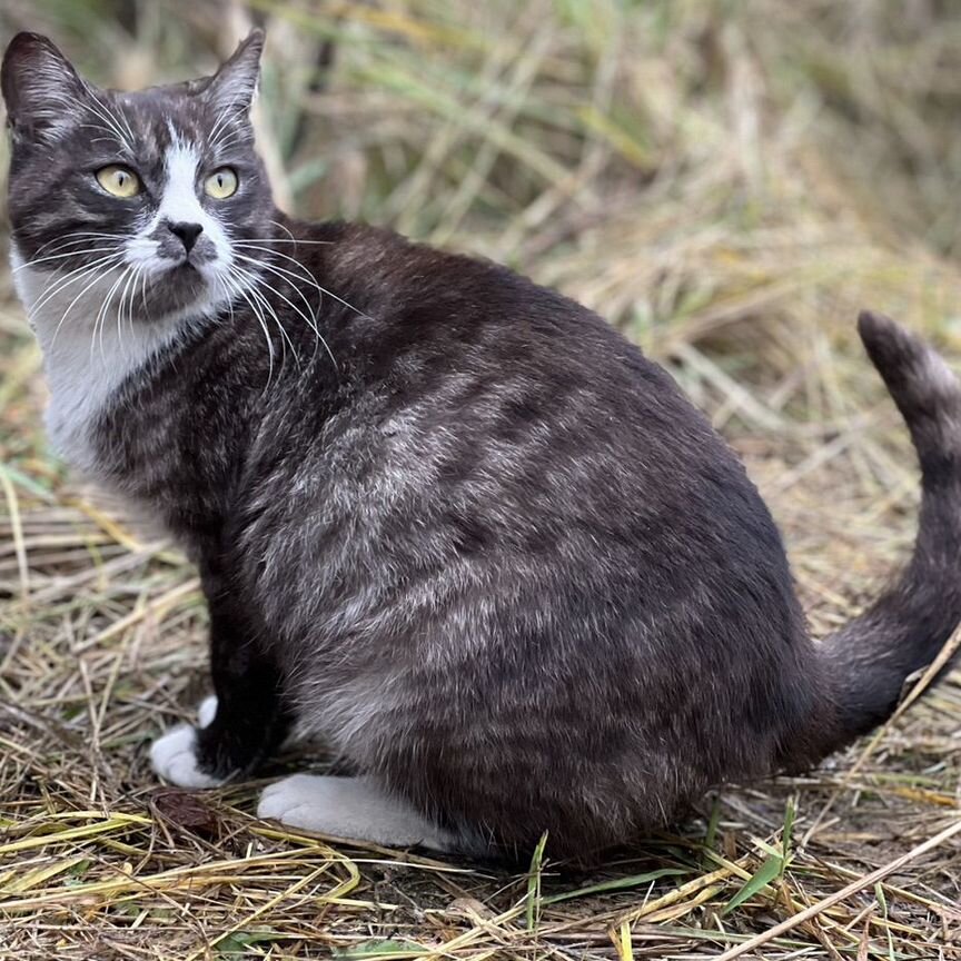 Молодая серая дымчатая кошка Селена