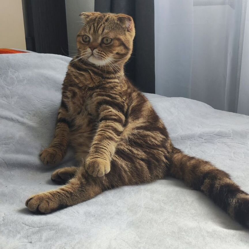 Шотландский вислоухий короткошёрстный, взрослый кот