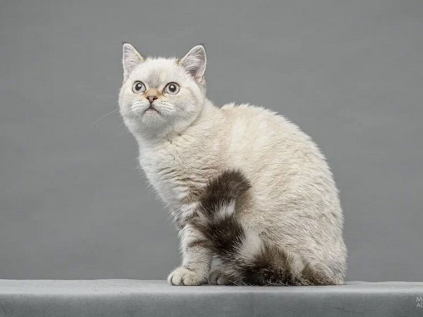Кошки породистые