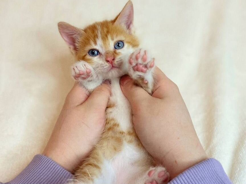 Котенок Шустрик
