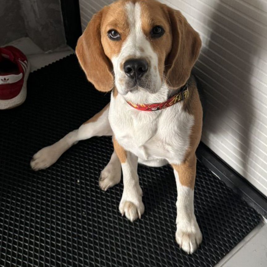 Бигль, взрослый пёс