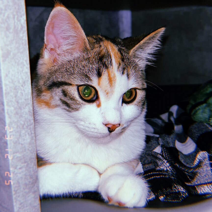 Экзотический короткошёрстный котёнок