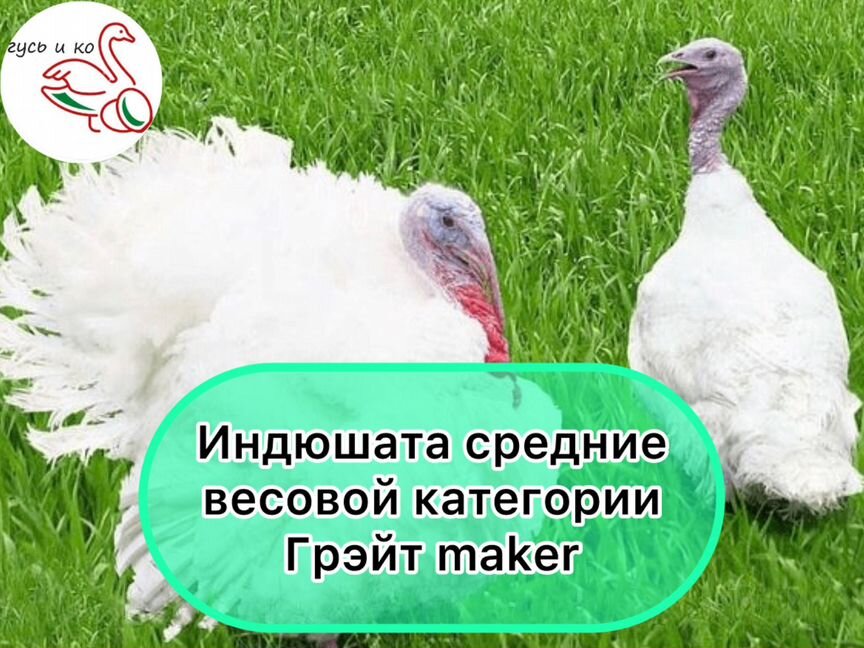 Индюшата Грэйт мейкер