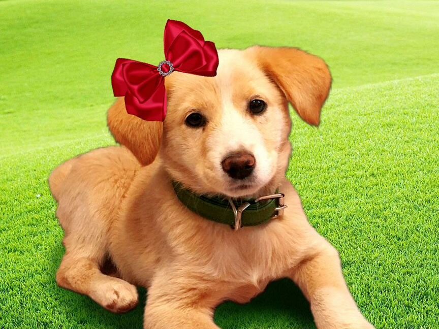 Щенок бесплатно в добрые руки