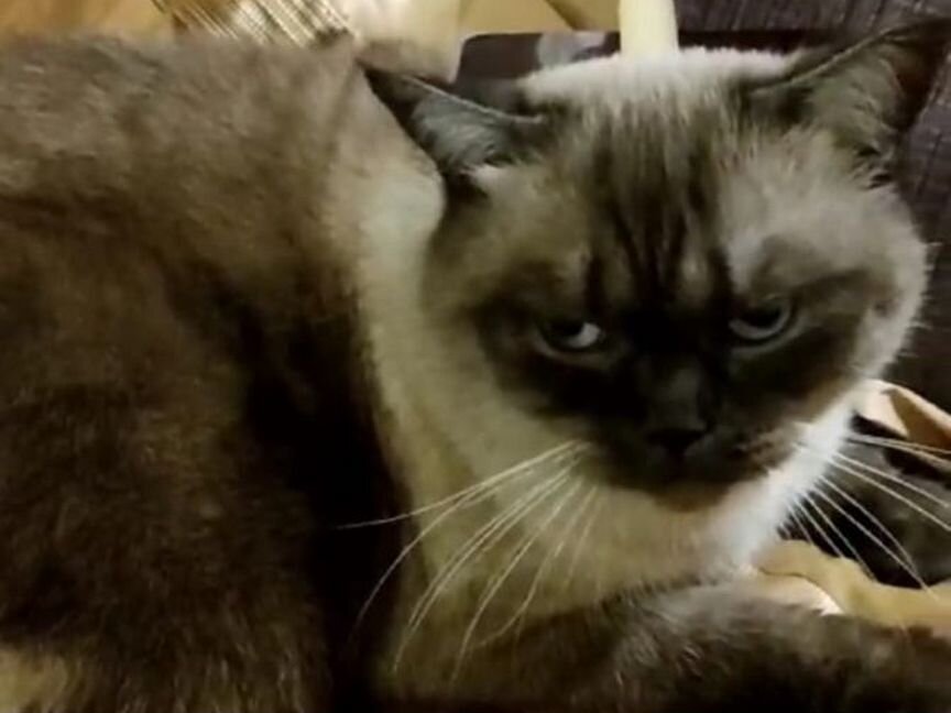 Кошка