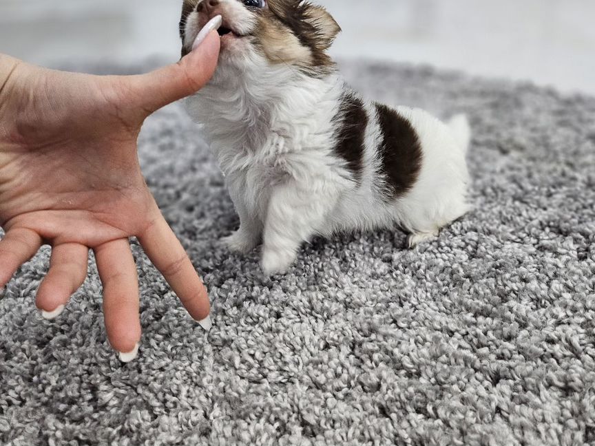 Супер мини чихуахуа