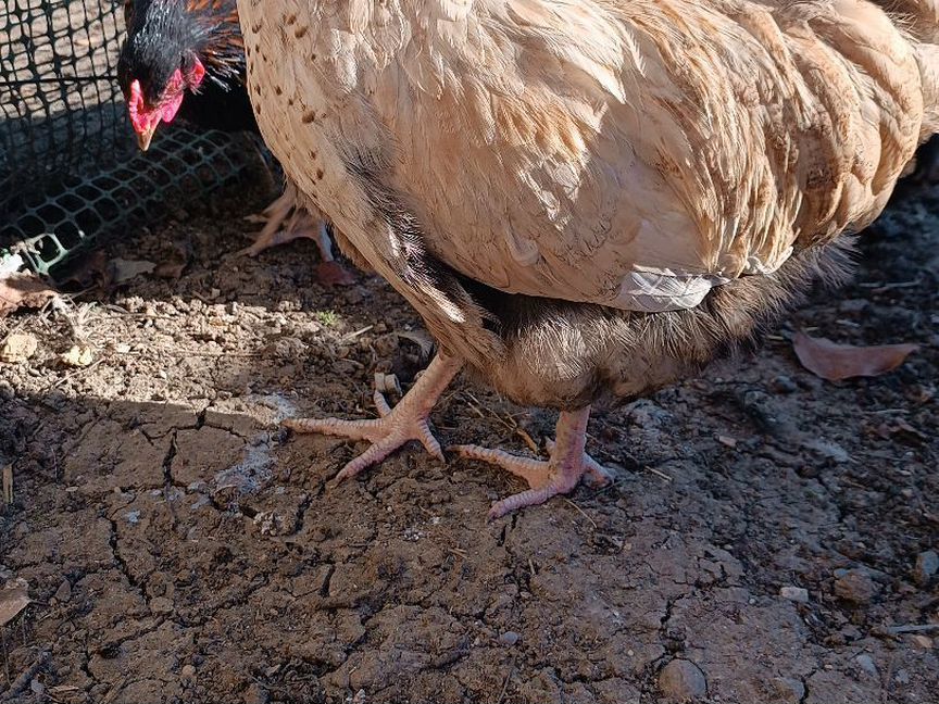 Молодые петухи