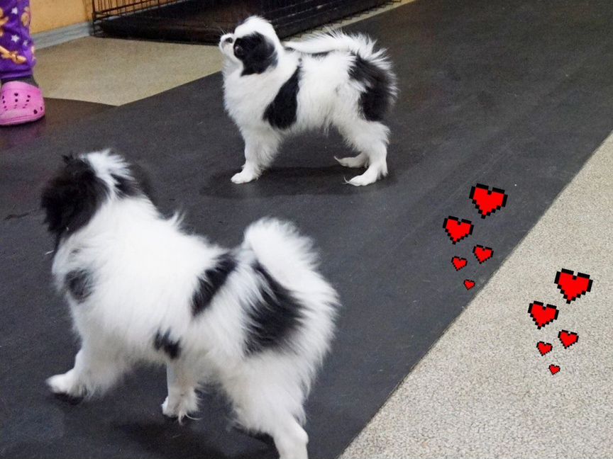 Щенки японского хина