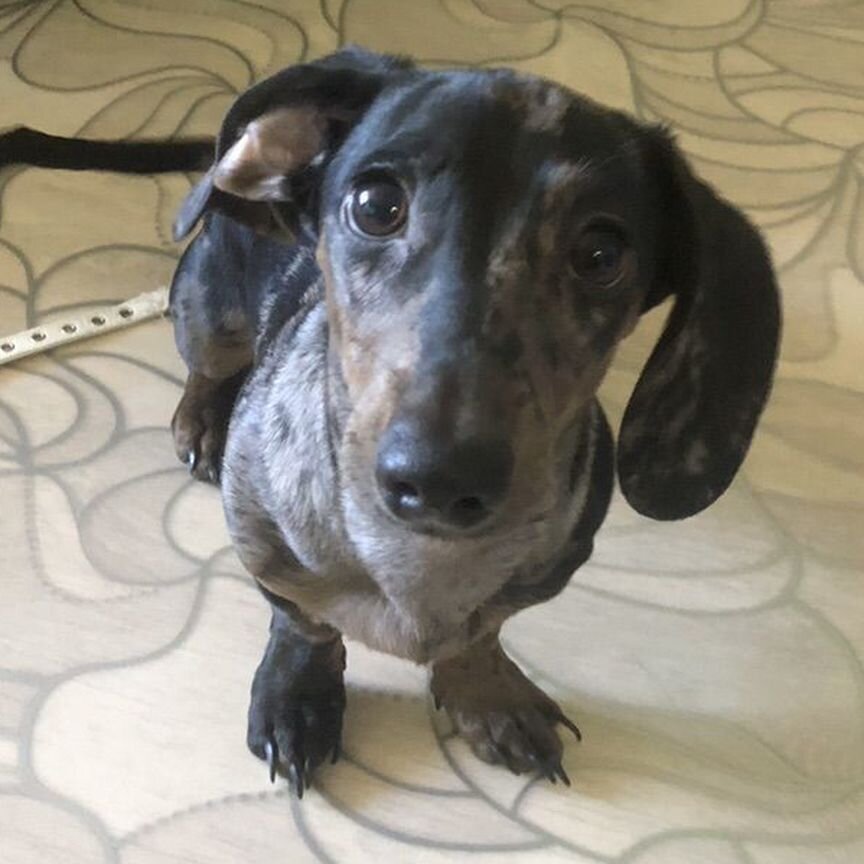 Такса в добрые руки