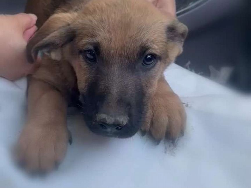 Коротколапик в добрые руки