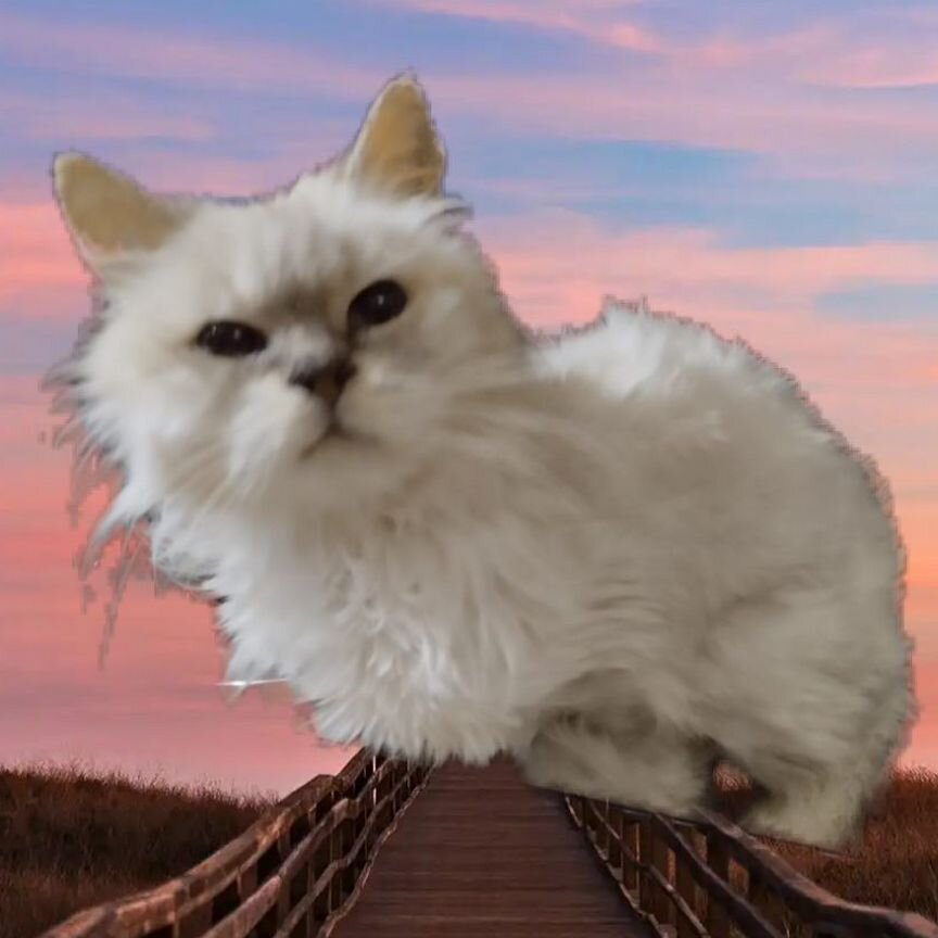 Кошка в добрые руки
