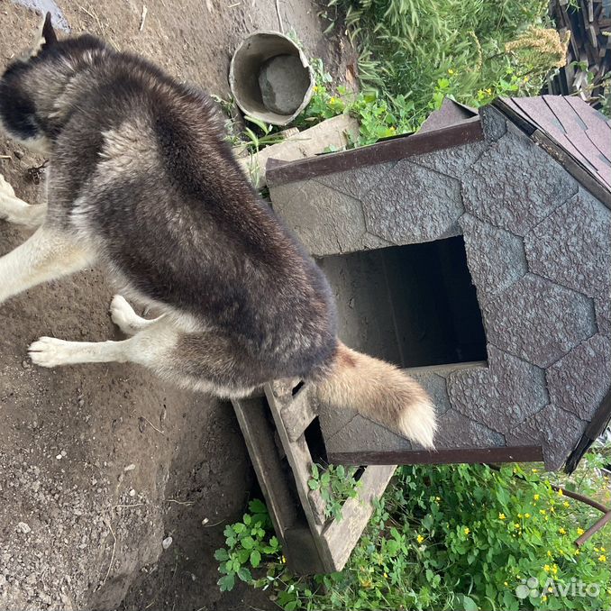 Собаки бесплатно хаски