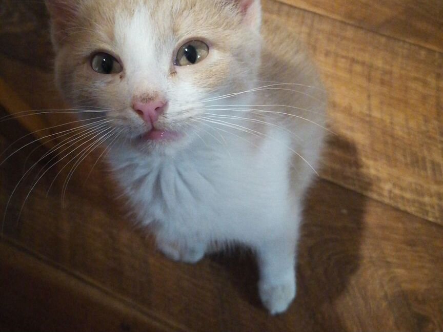 Котенок мальчик в добрые руки отдам