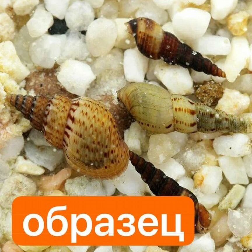 Улитка Мелания