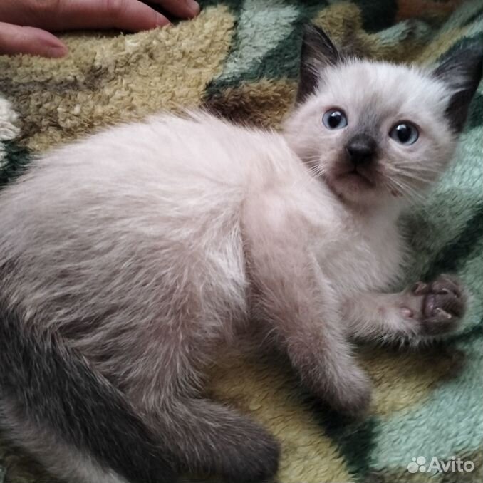 Тайчики. Готовы к переезду