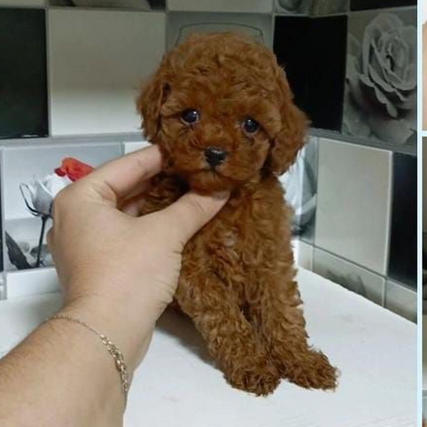 Той-пудель, щенок