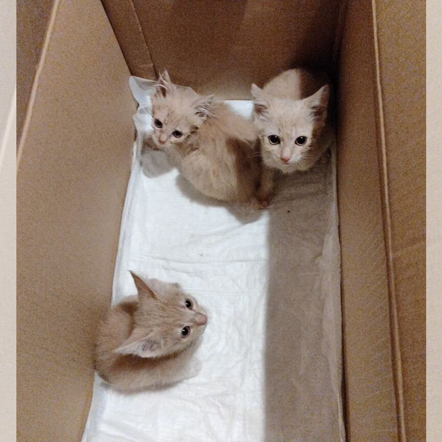 Котята в добрые руки. Персикового окраса