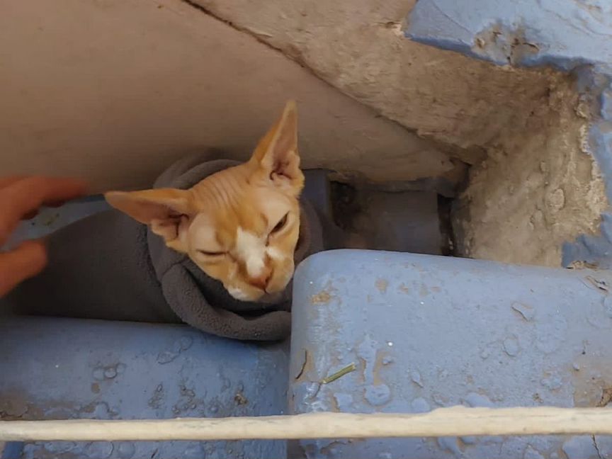 Найдена кошка