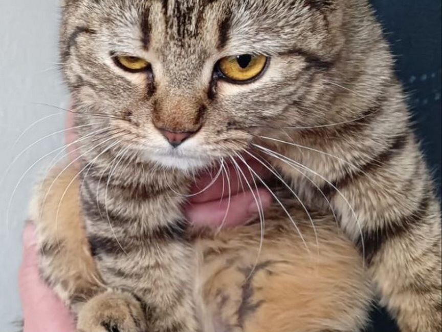 Европейская кошка(котенок) 8мес