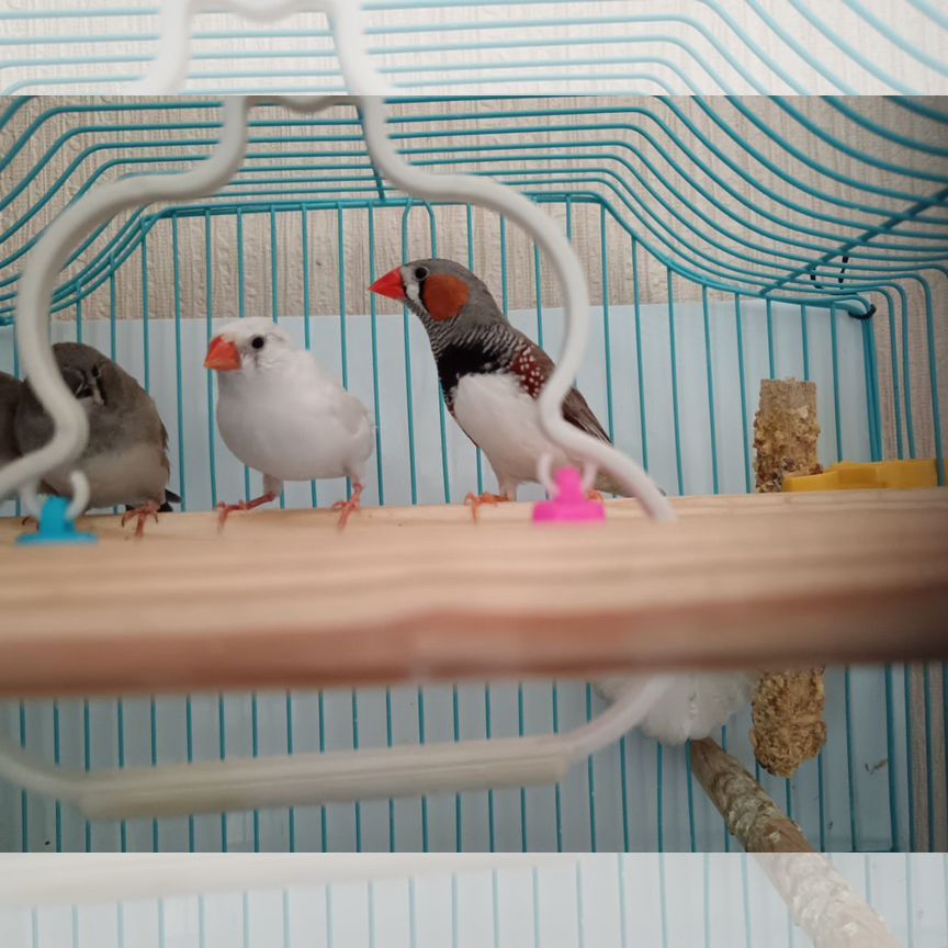 Зебровые амадины