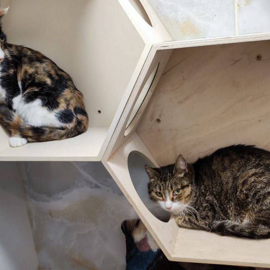 Кошки в добрые руки