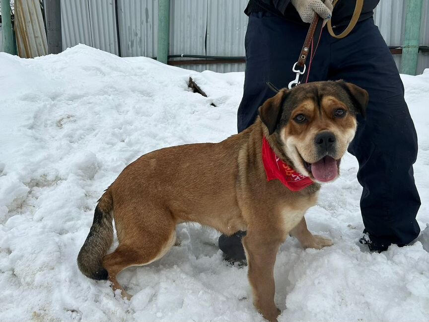 Собака Баста. Умница и красавица. Приют Некрасовка