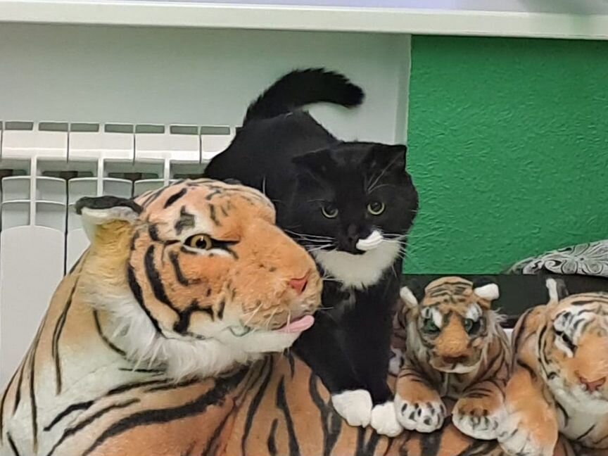 Молодой котик, приученный к лотку