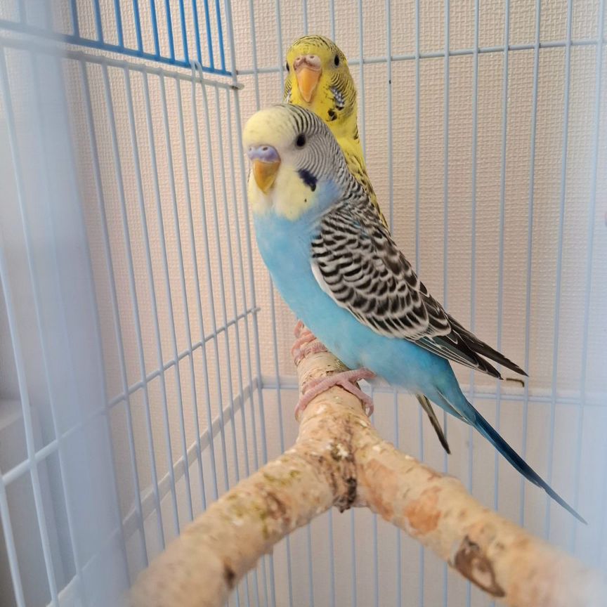 Волнистый попугай