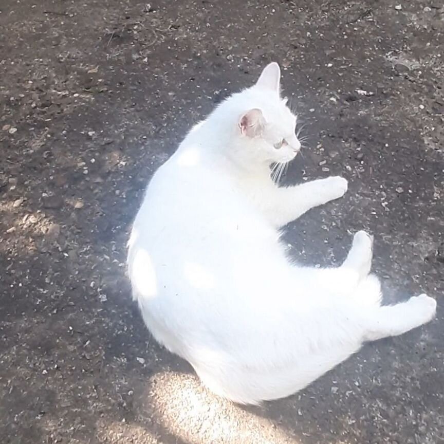 Кошка мышеловка