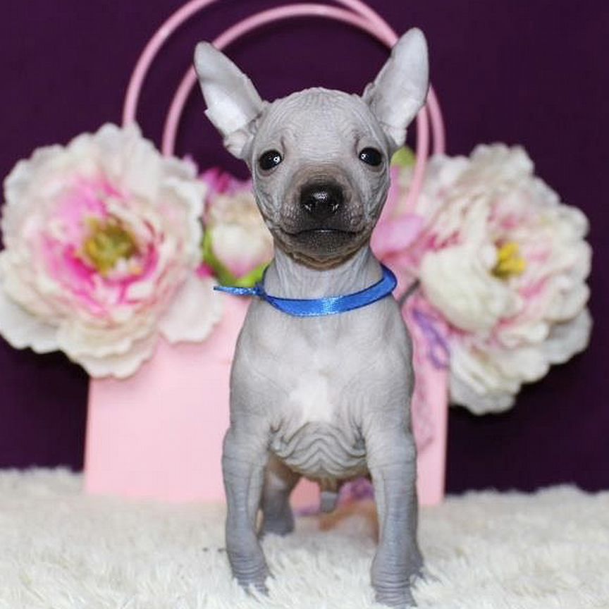 Мексиканская голая собака, щенок