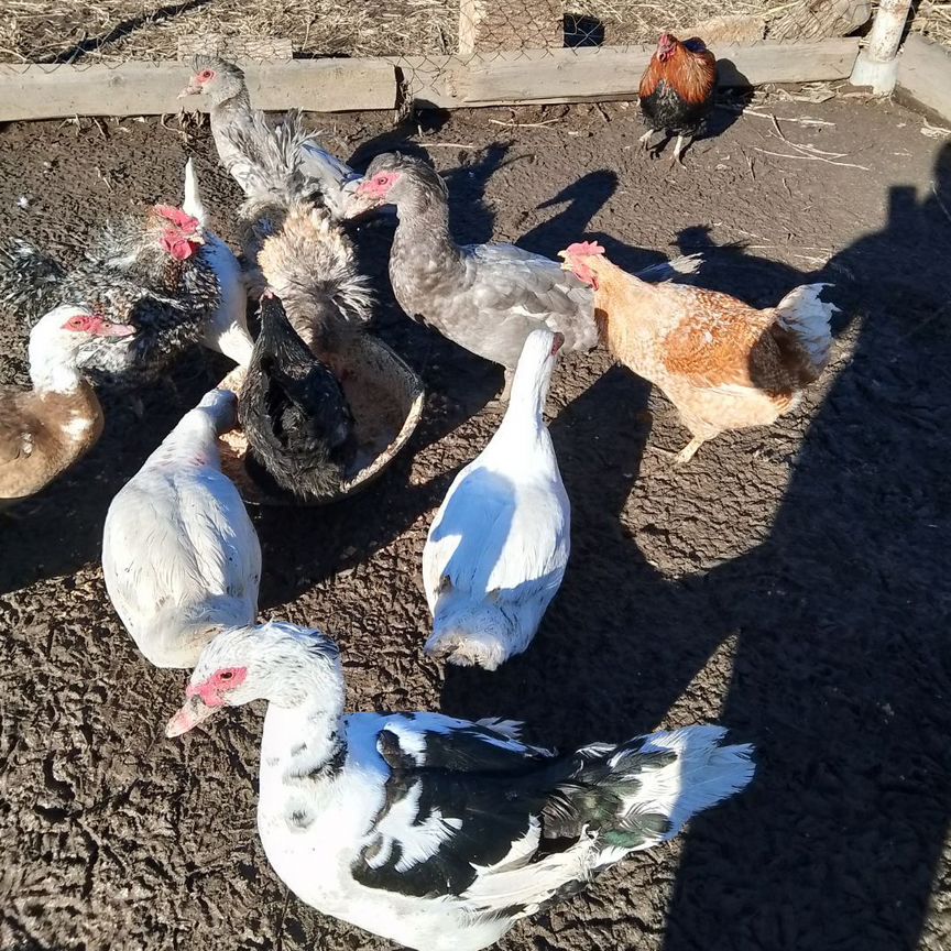 Взрослые утки