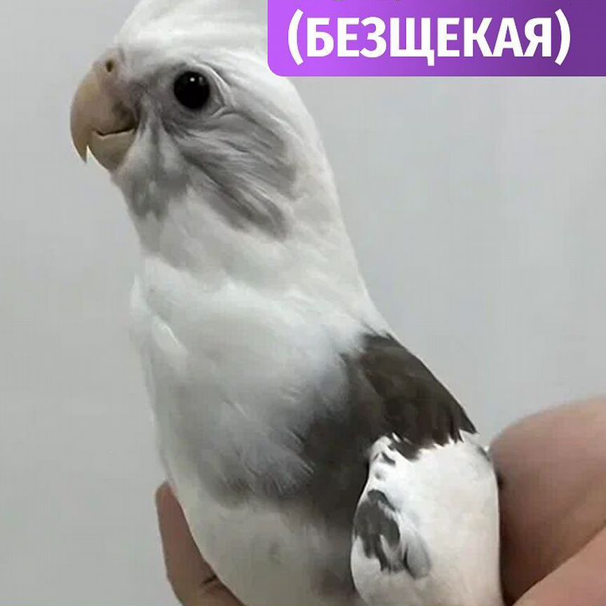 Попугай Карела безщекая