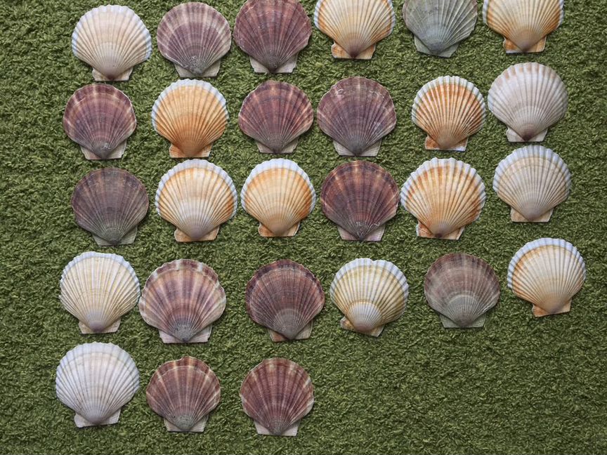 Морские раковины от морского гребешка и устриц