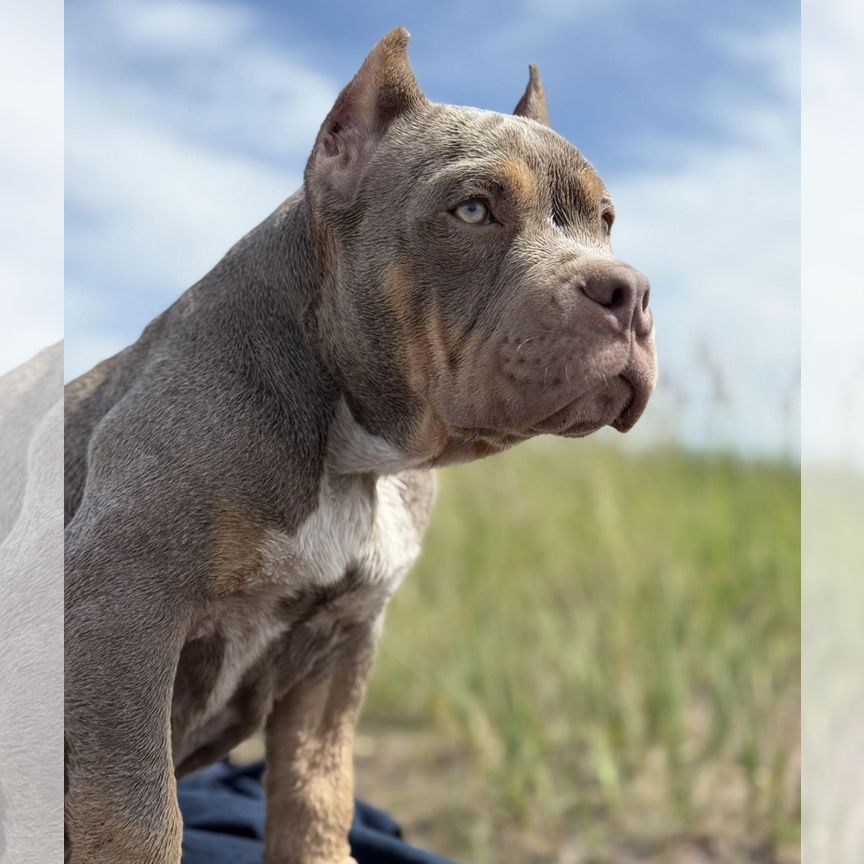 Американский булли, взрослый пёс