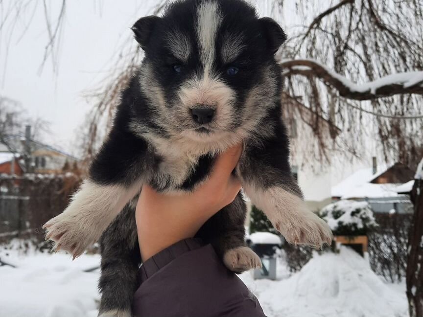Собаки хаски щенки