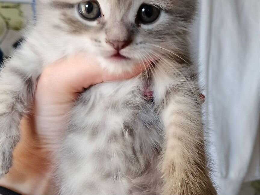 Пушистые комочки счастья