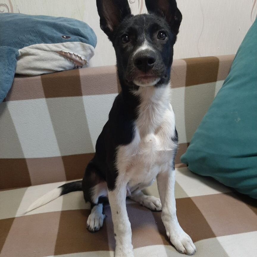 Щенок в добрые руки