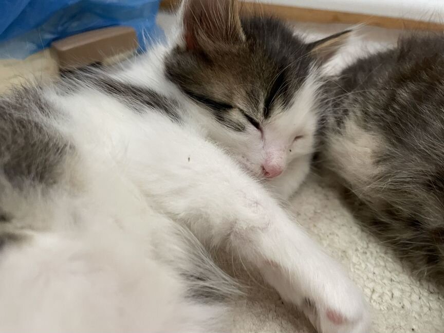 Котята в добрые руки