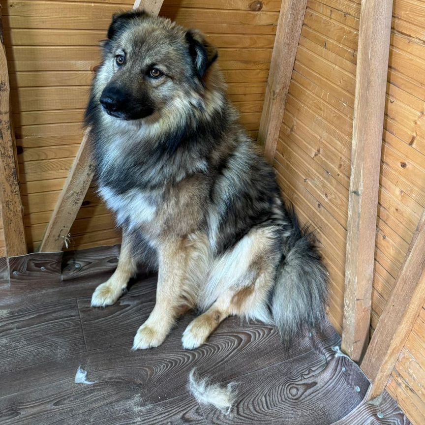 С пристраивается в добрые руки собака