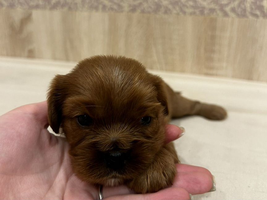 Кавалер кинг чарльз спаниель